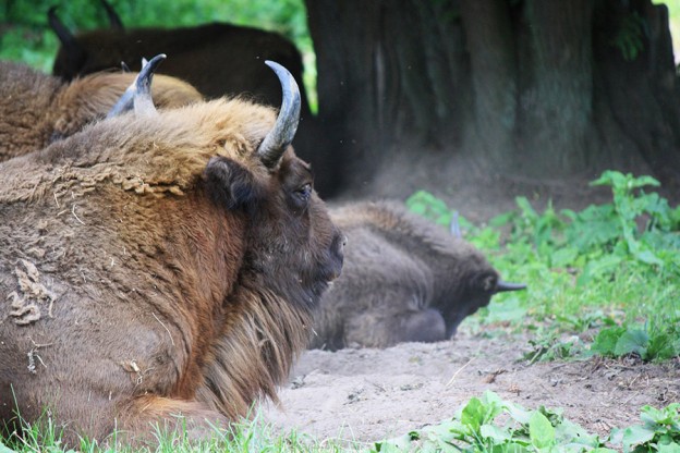 Białowieża et ses bisons